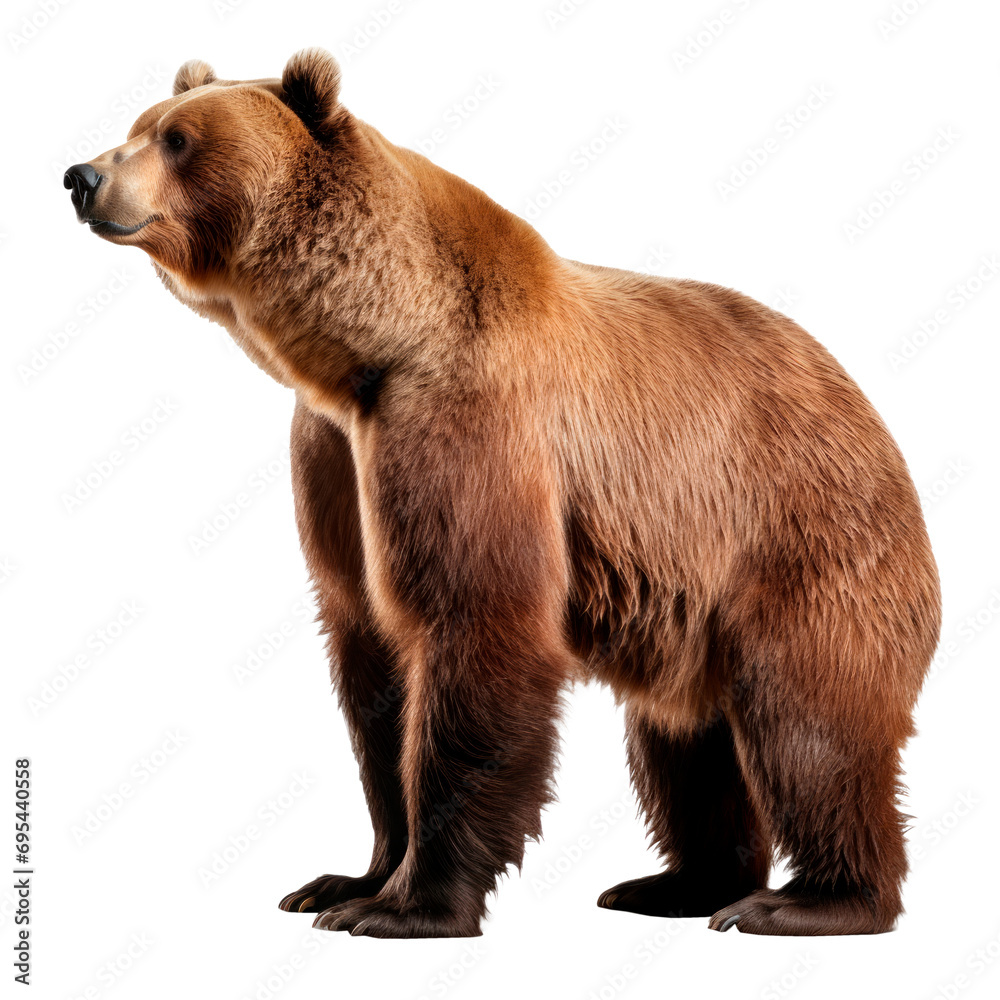 Brown bear isolated on transparent background. AI generated. PNG Stock ...