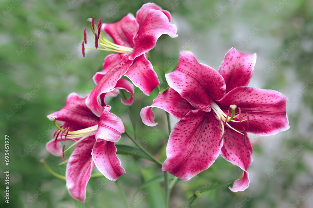 Large purple Lilies. Lilium belonging to the Liliaceae. Blooming pink ...