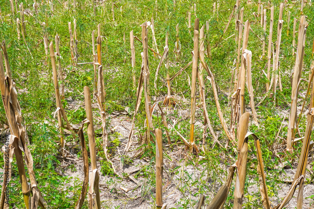 Dead empty corn fields with cracked soil due to drought in Yogyakarta ...