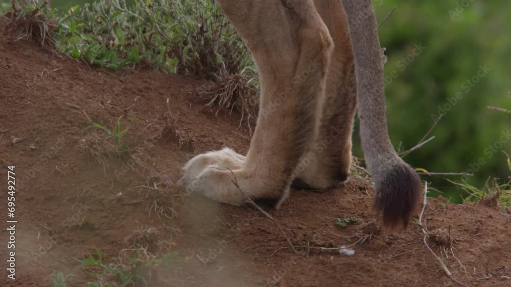 Close up of a collared female lion's (panthera leo) back legs and tail ...