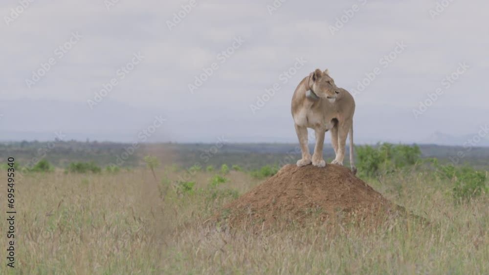 Long lens of a collared female lion (panthera leo) scanning the ...