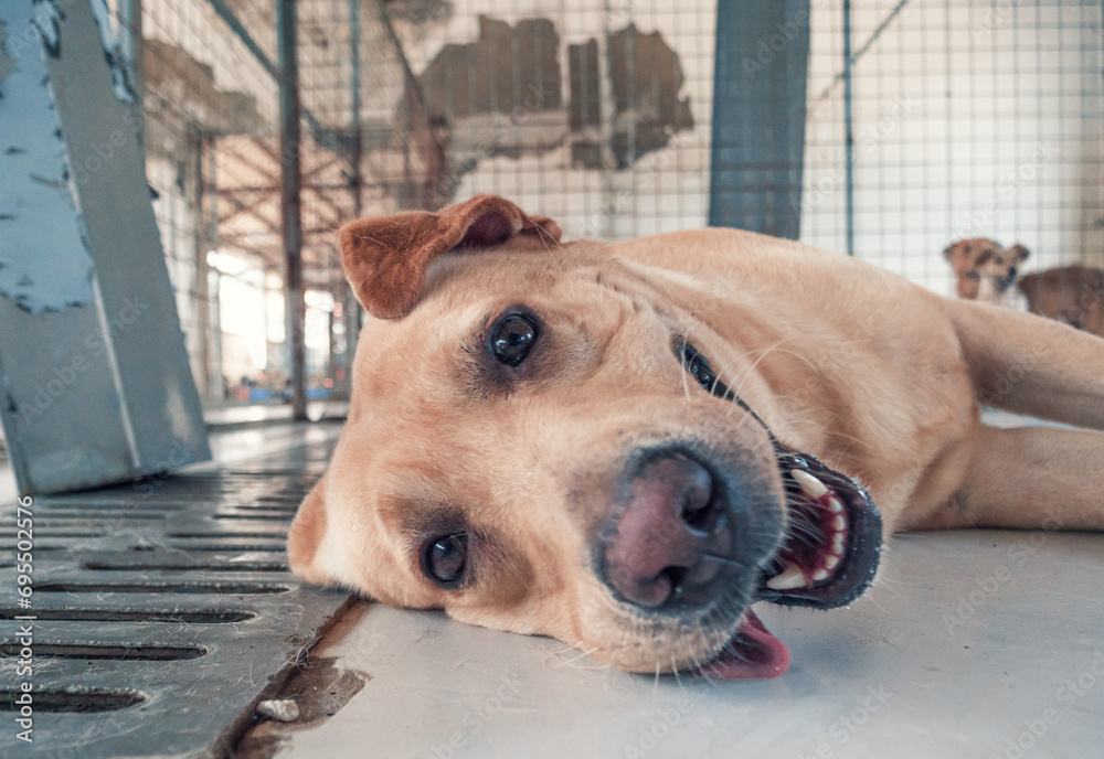 Labrador dog in shelter waiting to be rescued and adopted to new home ...