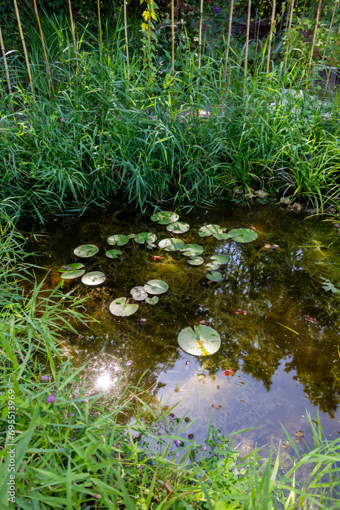 Ecosystème et zone humide - création d'une mare entourée de plantes ...