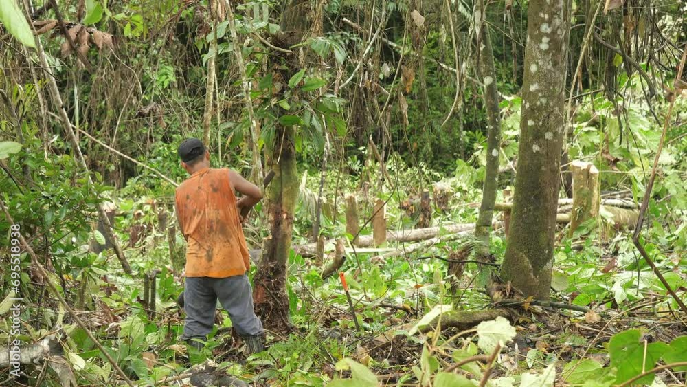 Local people in the Amazon jungle cut down the forest to prepare land ...