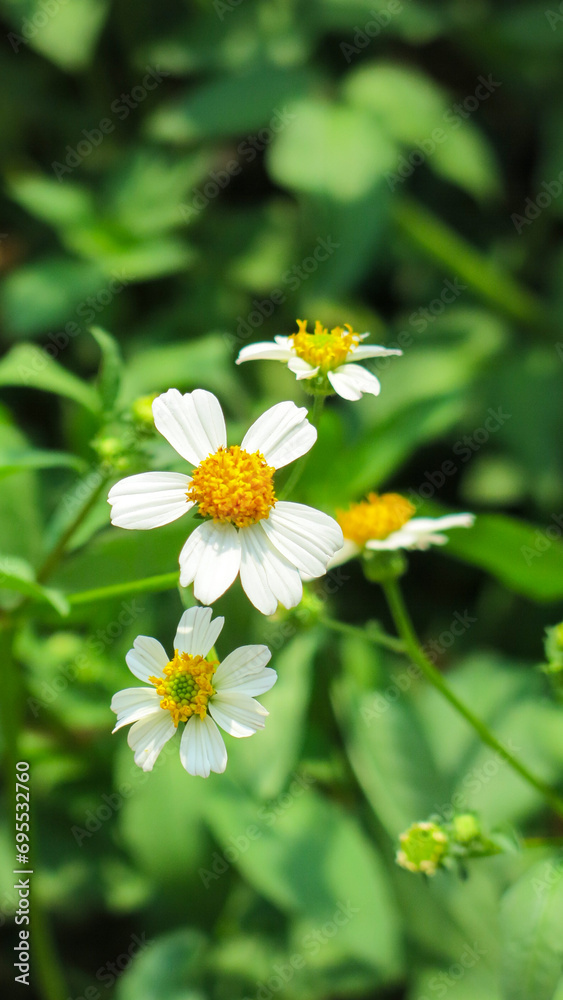 white bidens pilosa or black jack flowers are blooming in the meadow ...