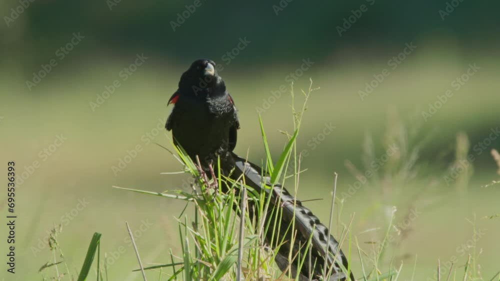 Long lens of a long-tailed widowbird (Euplectes progne) mating display ...