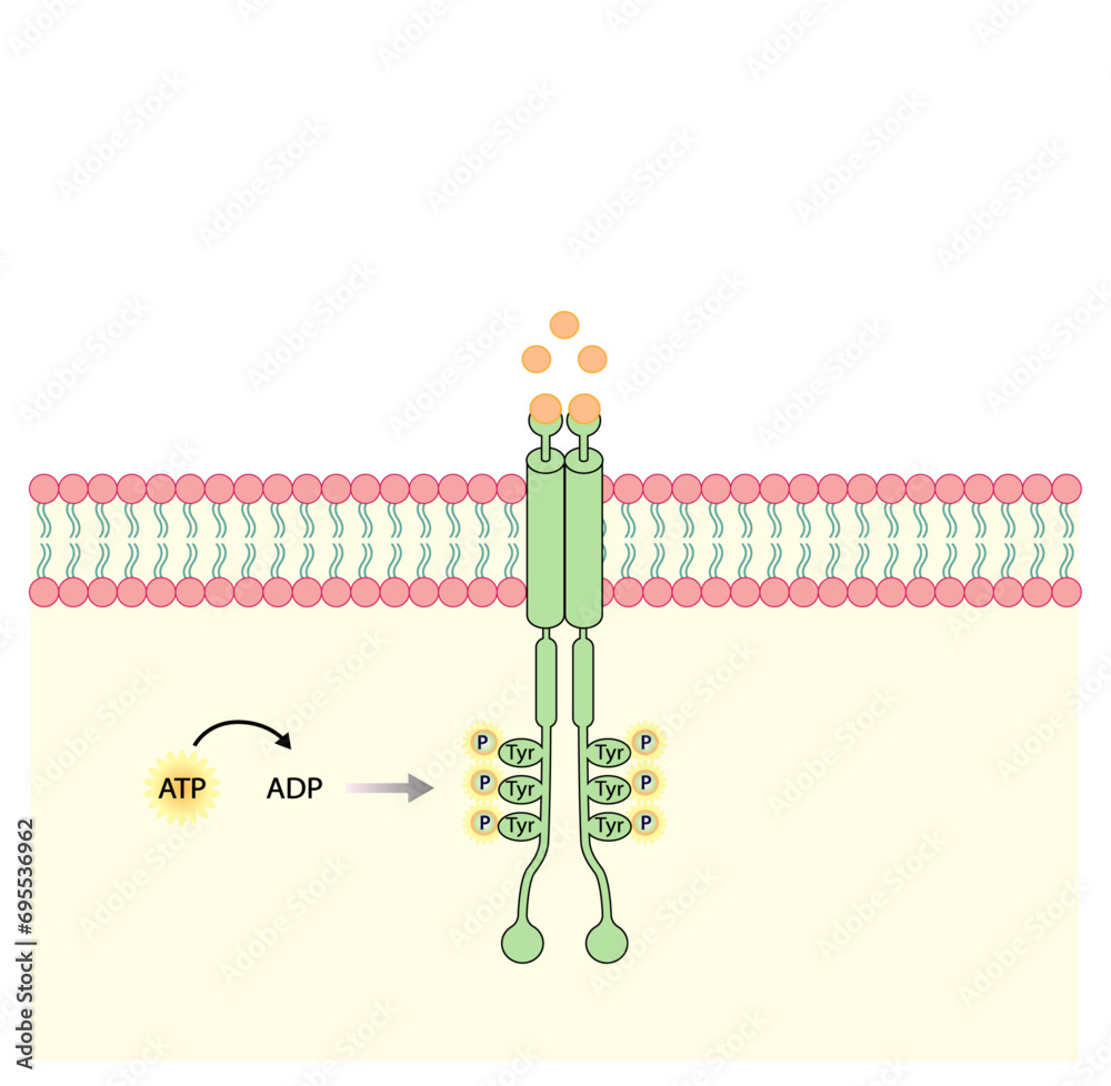 Tyrosine kinase receptor. Dimerization, phosphorylation, activation and ...