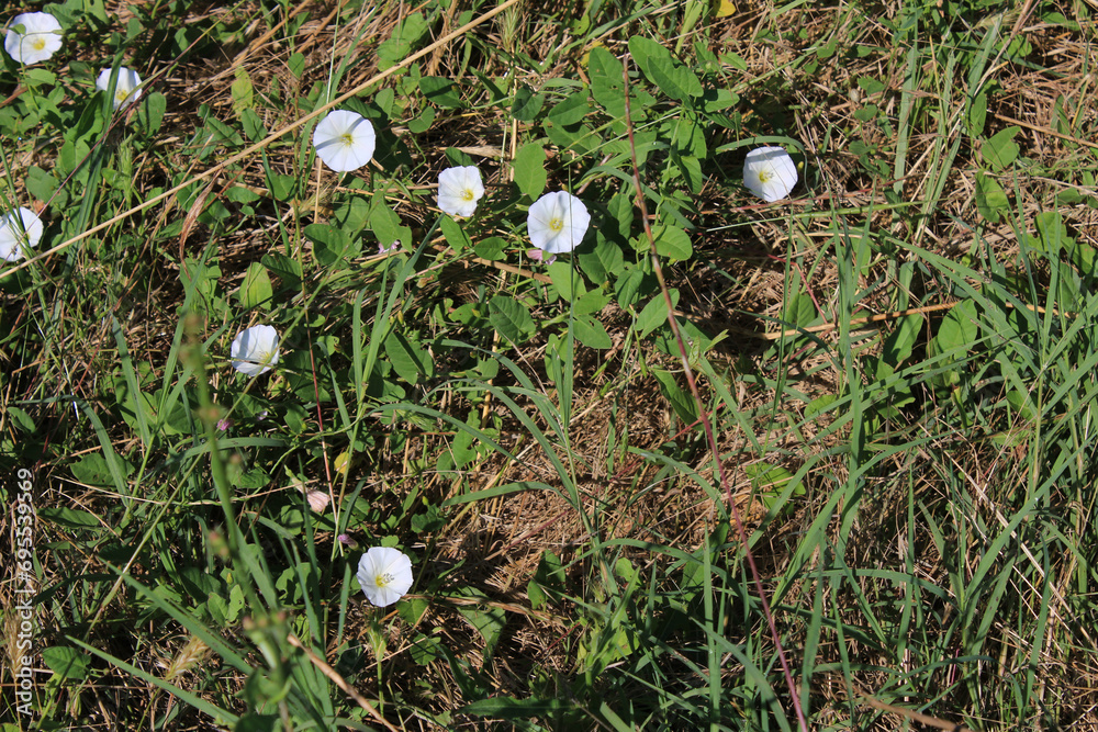 Trifolium purpureum Purple Clover plant, most beautiful, delicate ...