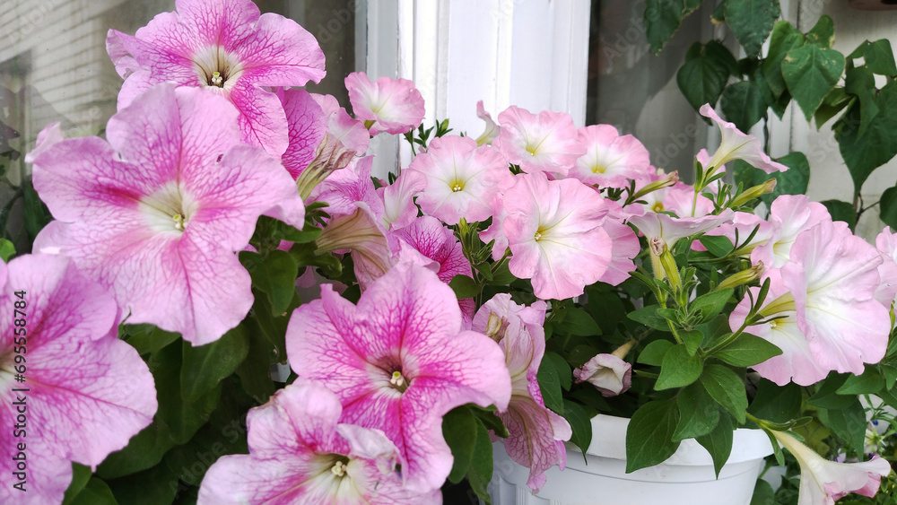Pink Petunia grandiflora on windowsill. Pastel bright flowers on window ...