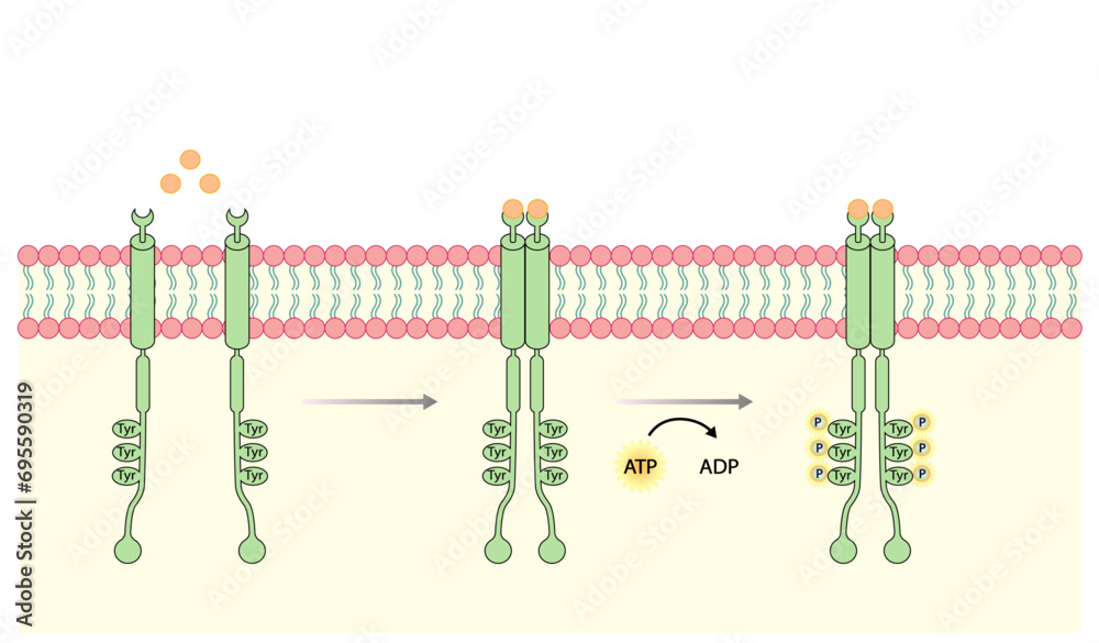 Tyrosine kinase receptor. Dimerization, phosphorylation, activation and ...