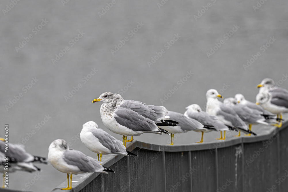 California Gull (Larus californicus) with smaller Ring-billed Gulls on ...
