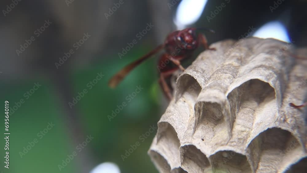 Video shows a nest of brown paper wasps (Polistes dominula) with larvae ...