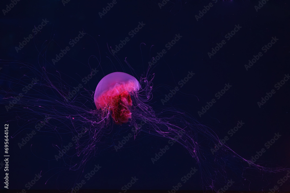 Fluorescent jellyfish swimming underwater aquarium pool with red neon ...