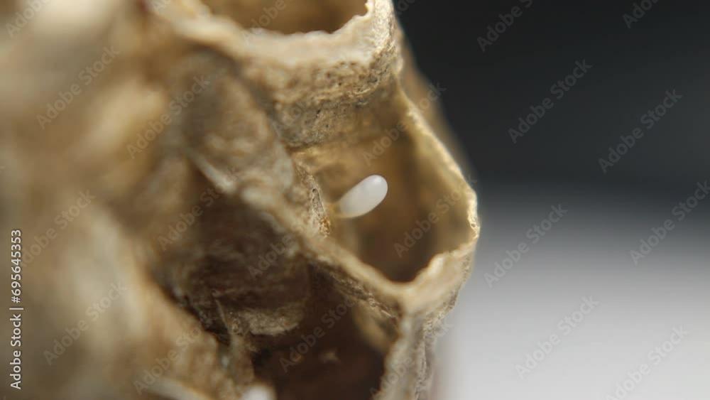 Video shows a nest of brown paper wasps (Polistes dominula) with larvae ...