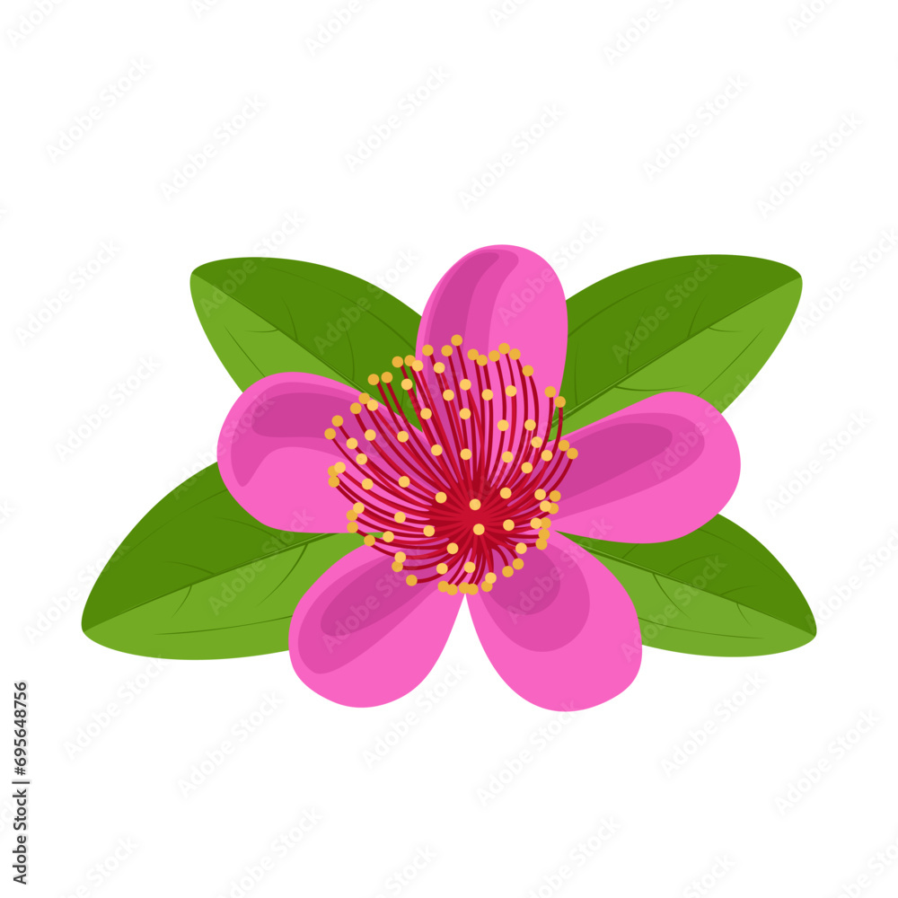 Vector illustration, Rhodomyrtus tomentosa also known as rose myrtle or ...