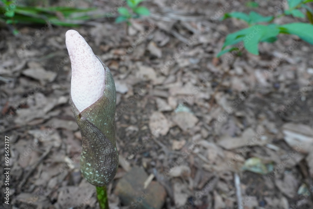 flower buds from the elephant foot yam or stink lily in bloom in Asia ...