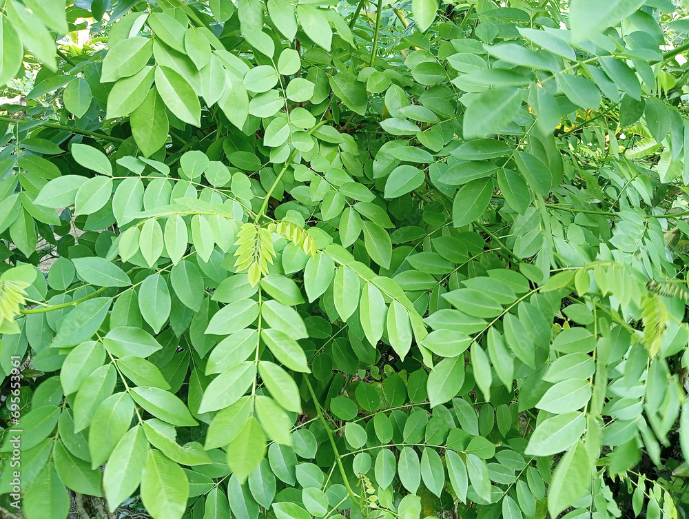 Gamal (Gliricidia sepium) is the name of a type of plant from the ...