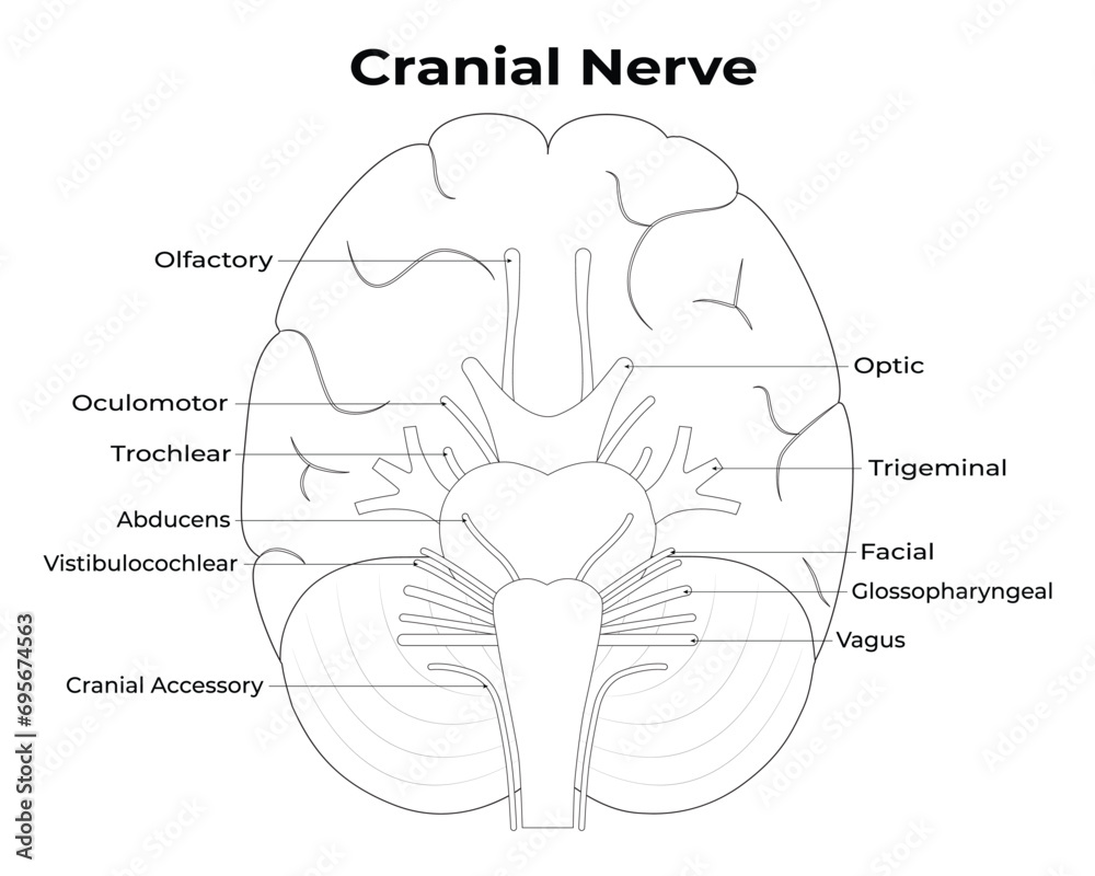 Cranial Nerve Science Design Vector Illustration Diagram Stock Vector ...