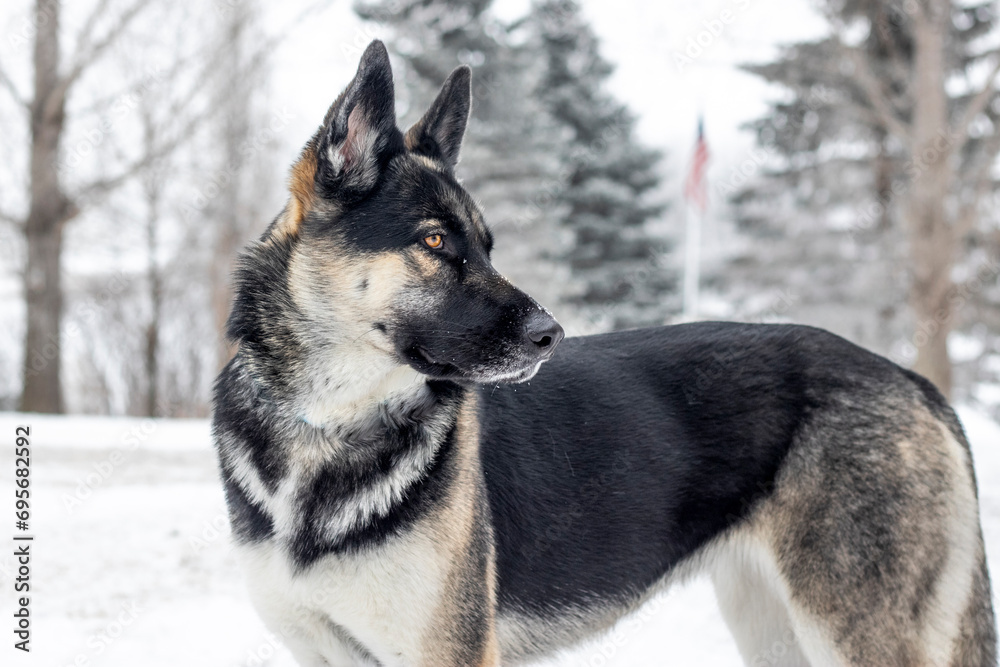Bold and regal, a striking pose of a German Shepard. Domestic canine ...