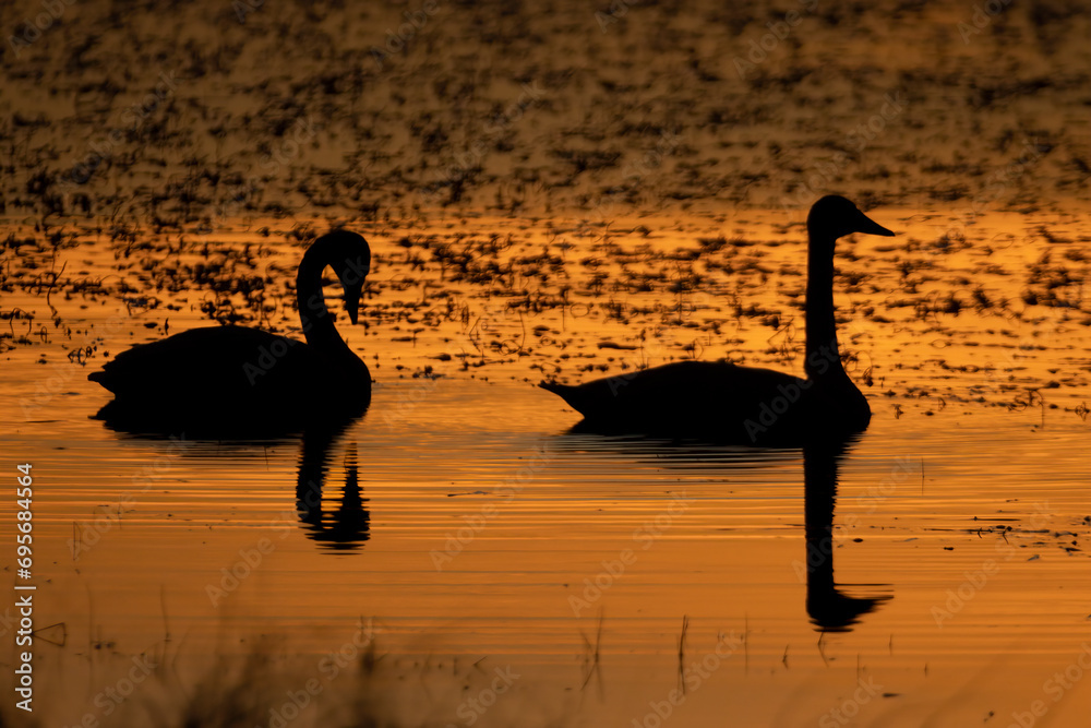 Trumpeter Swan (Cygnus buccinator) Silhouettes. Sunlight dwindles on a ...