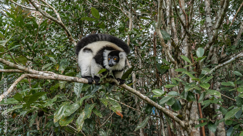 Curious lemur vari Varecia variegata is sitting on a tree branch ...