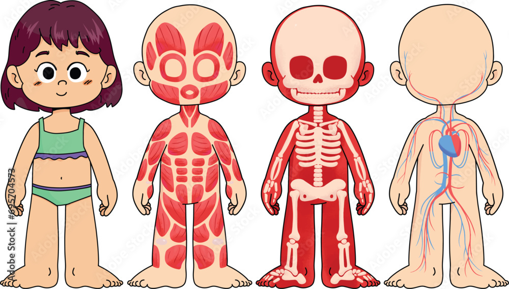 educational anatomy body kid girl skeletal muscles circulatory systen ...