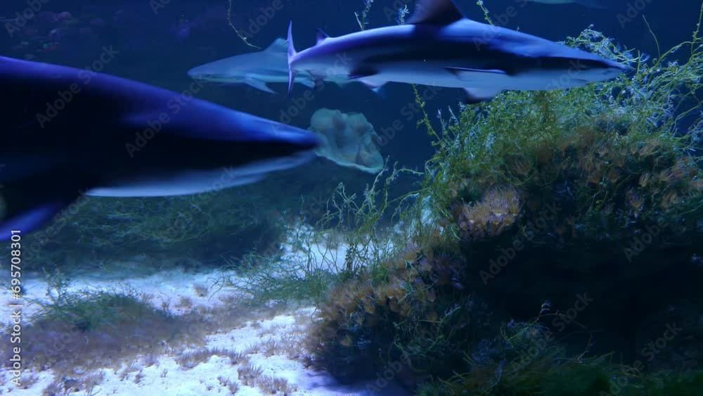 Vidéo Stock Shark watching. Scary background. Predators in search of ...