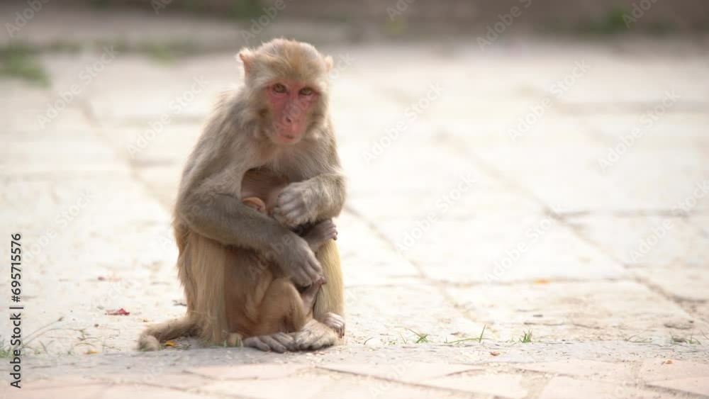 4K Mother monkey sitting on bare ground protecting and nurturing its ...