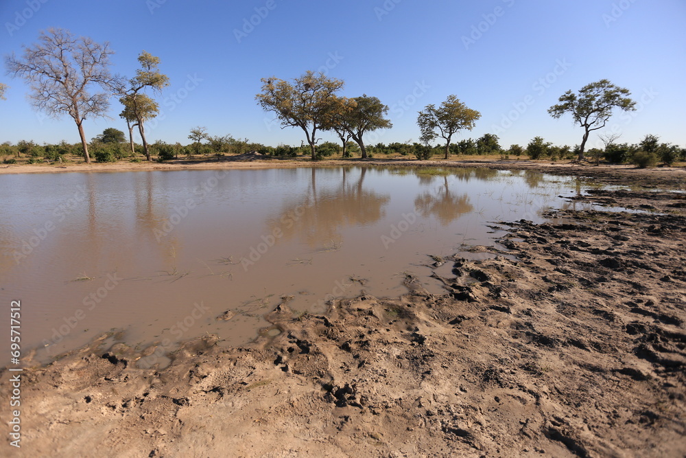 at the edge of a natural waterhole in Botswana with many animal ...