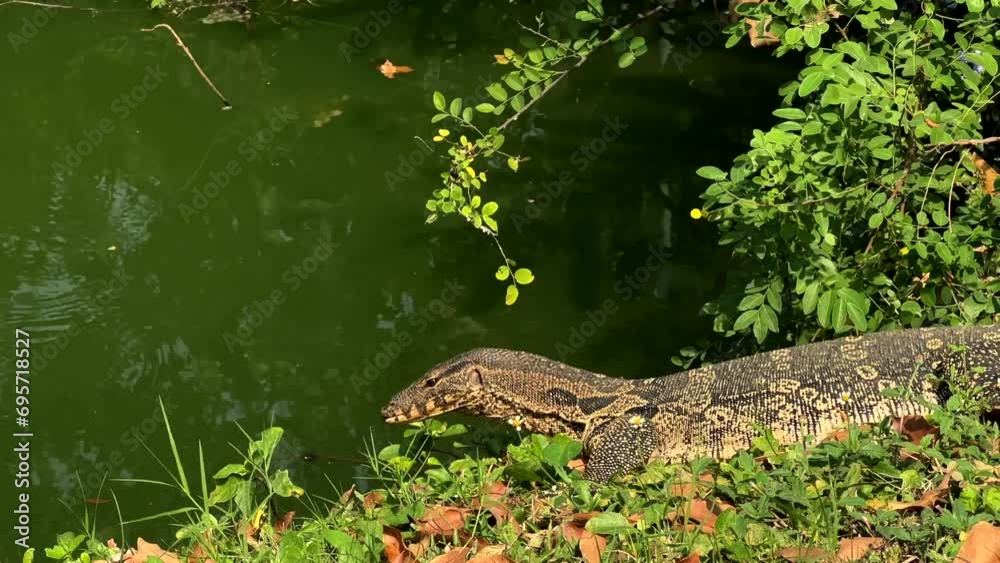 Monitor lizard sticks out tongue and turns head. Striped monitor lizard ...