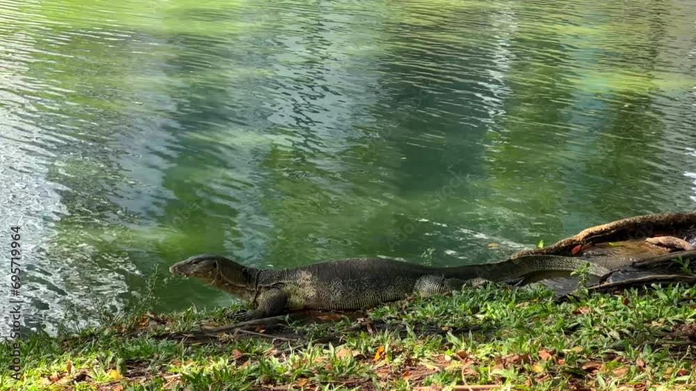 Striped monitor lizard or water monitor on the background of lake water ...