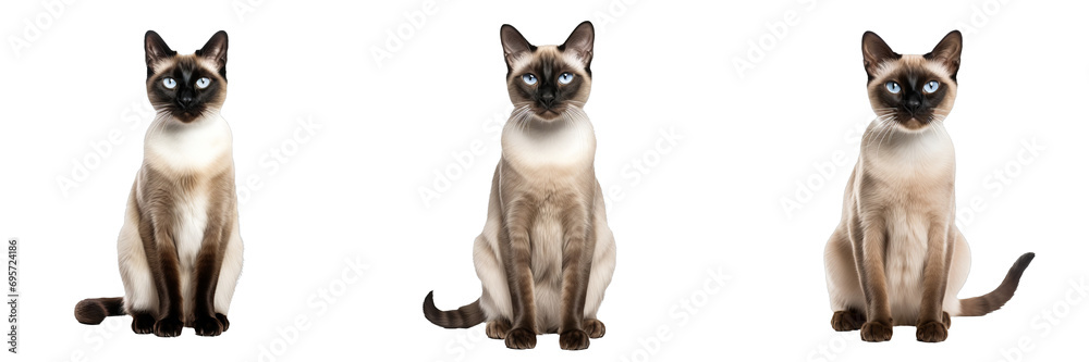 Majestic Siamese Cat: Full Body Isolated on Transparent Background ...
