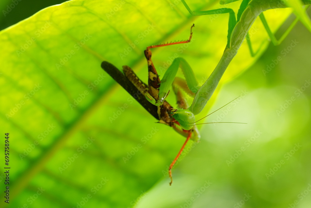 The Carolina mantis, scientifically known as Stagmomantis carolina, is ...