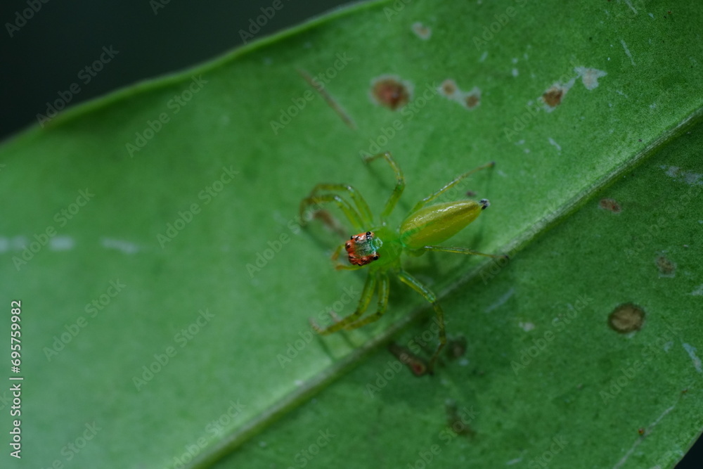 Lyssomanes viridis, commonly known as the Magnolia green jumper or ...