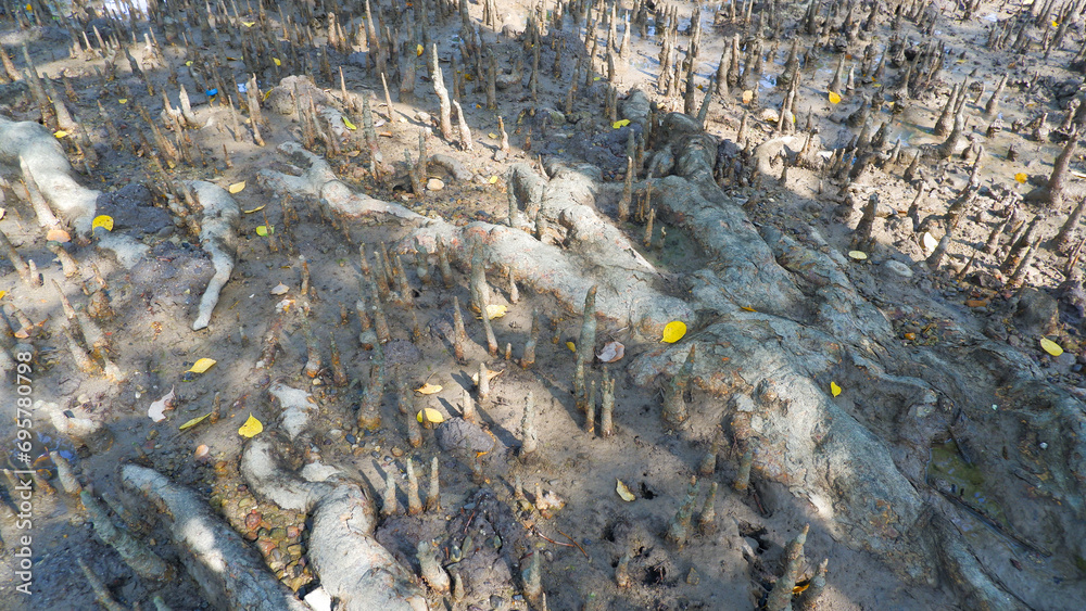 Roots Of The Perepat Plant (Sonneratia Alba), Also Called Mangrove ...
