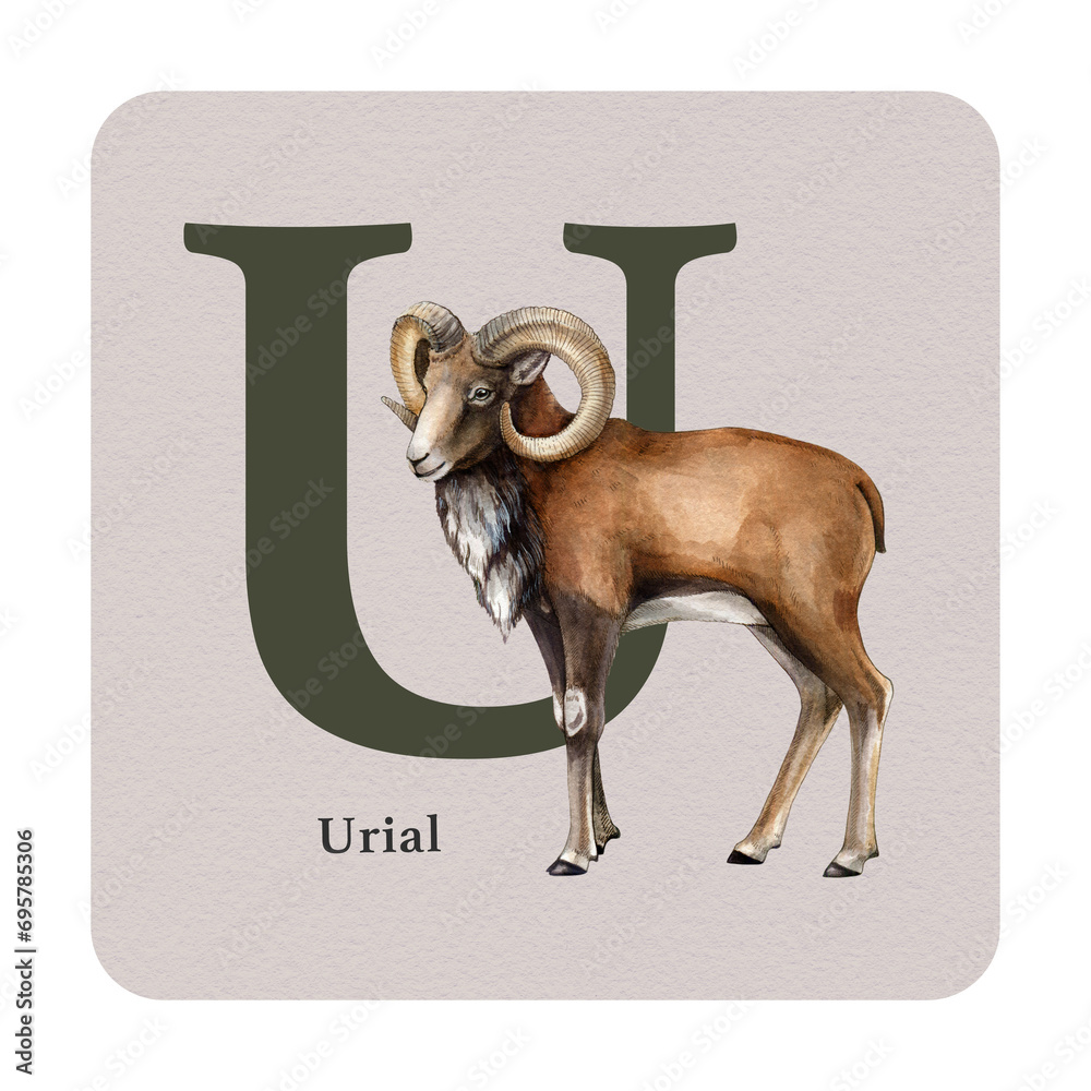 Letter U with urial decor on the square card. Watercolor illustration ...