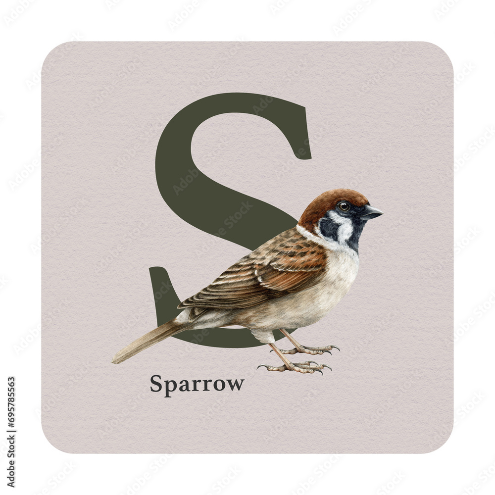 Letter S with sparrow decor on the square card. Watercolor illustration. Forest bird nature ABC ...