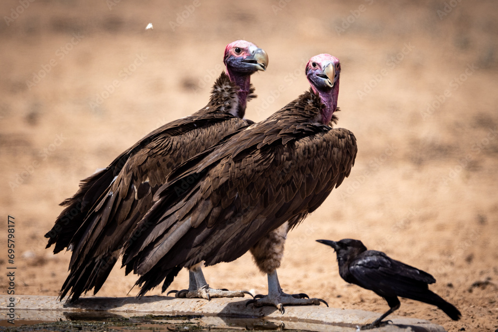 Two Lappet-faced Vultures (Swartaasvoël) (Torgos tracheliotos) and a ...