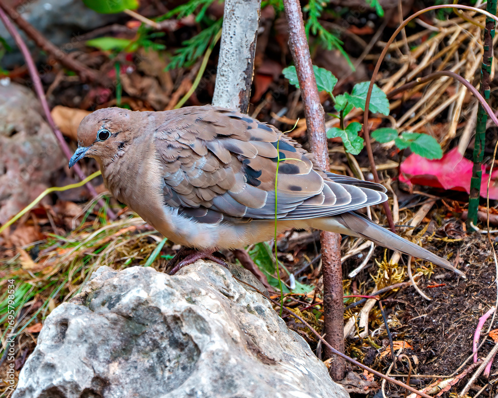 Mourning Dove Photo and Image. Dove close-up side view standing on a ...