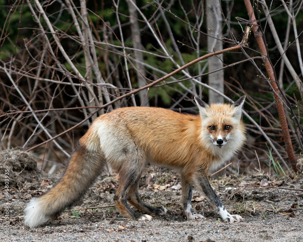 Red Fox Photo Stock. Fox Image. Close-up profile side view looking at ...