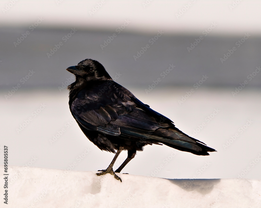 Raven Crow Photo and Image. Close-up side view standing on snow with a ...