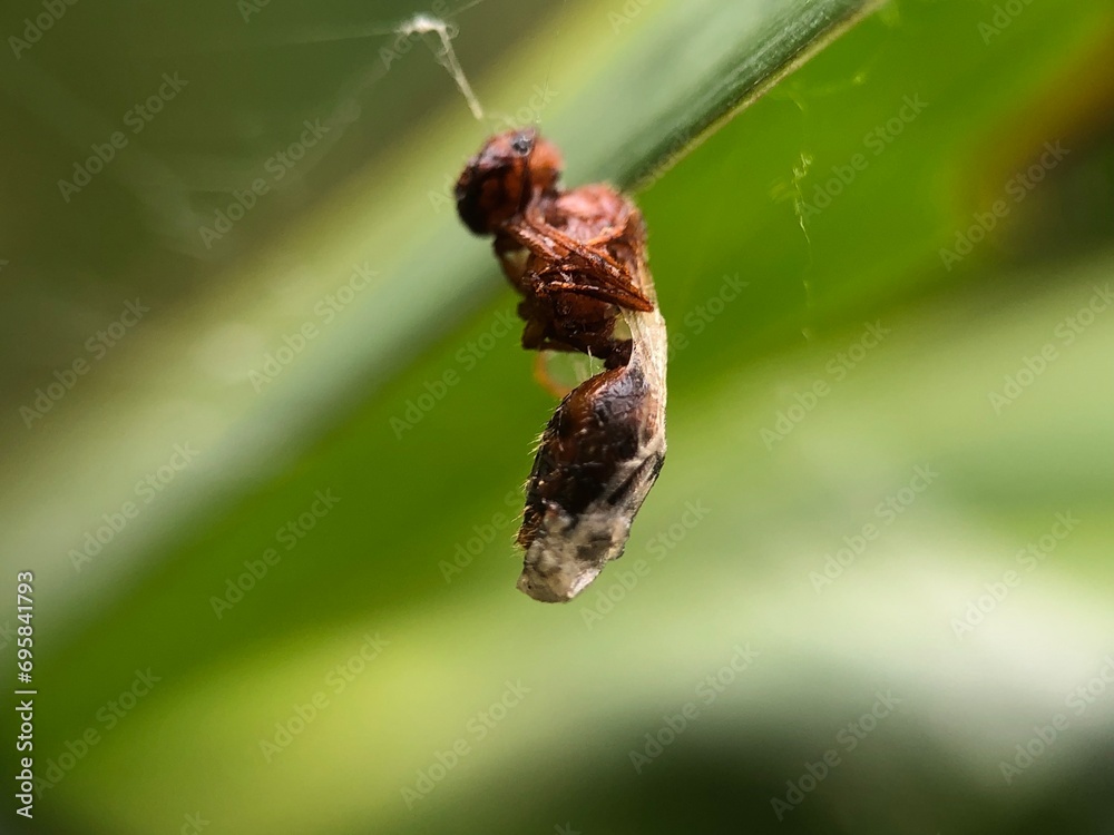 poor dead ant caught in a spider's web Stock Photo | Adobe Stock