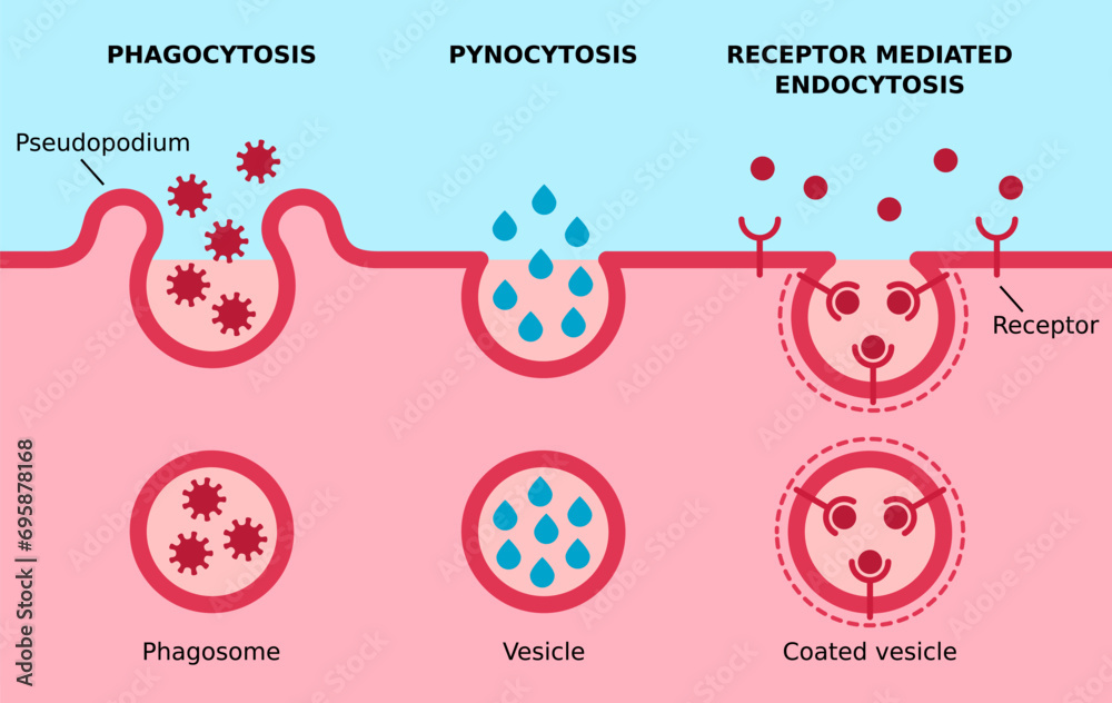 Endocytosis. Phagocytosis, pinocitosis, receptor mediated endocytosis ... Endocytosis. Phagocytosis, pinocitosis, receptor mediated endocytosis ...