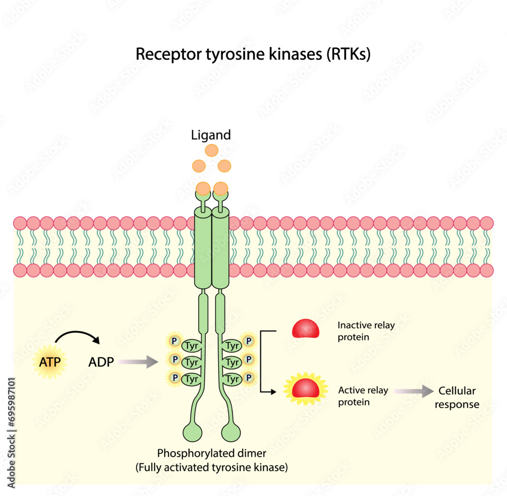 Tyrosine kinase receptor. Dimerization, phosphorylation, activation and cellular response. Cell ...