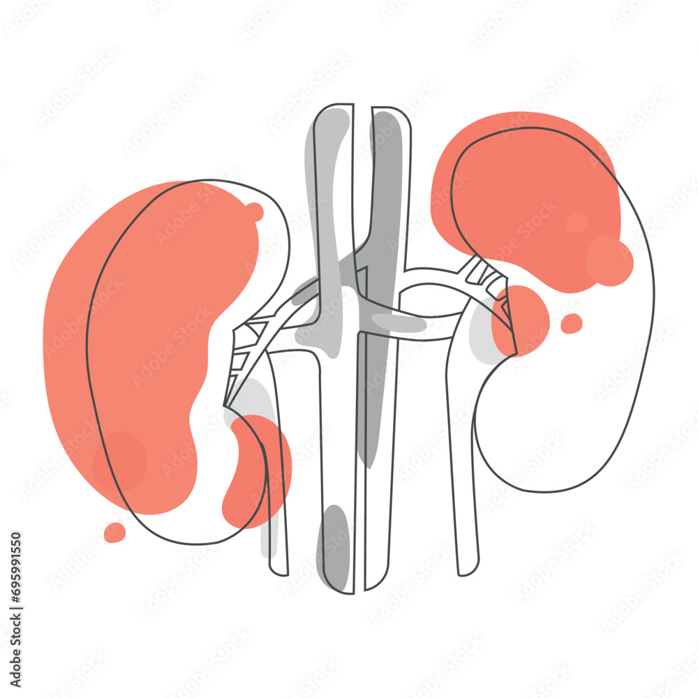Anatomical Human kidney Line art drawing. Vector modern drawing of a ...