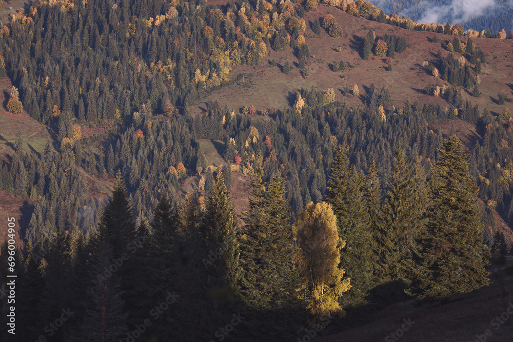 Mountains forest landscape. temperate broadleaf and mixed forest with ...