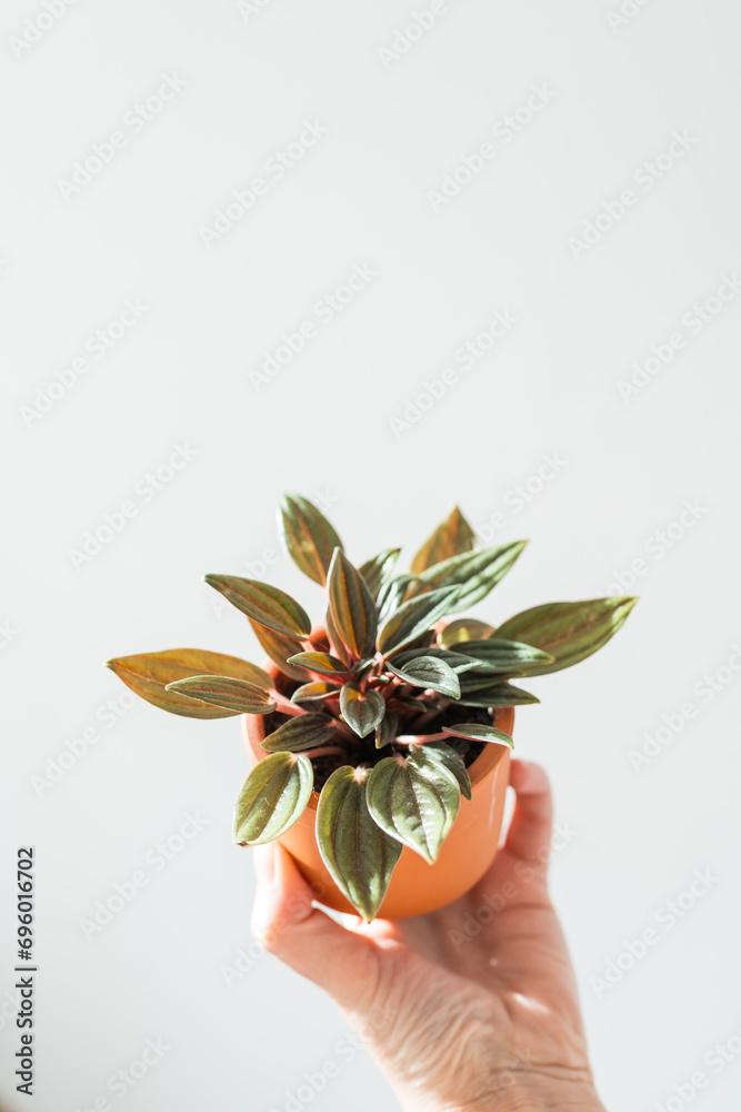 Hand with a potted peperomia rosso plant at home. A small homeplant at ...