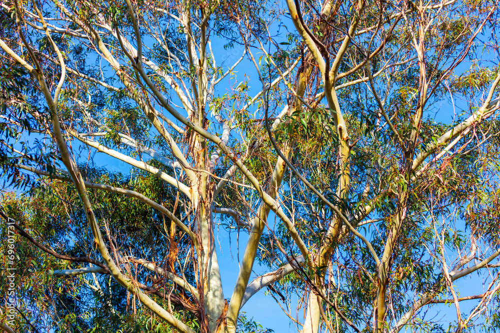 Photograph of bright green gum leaves on a Eucalyptus tree in the Blue ...