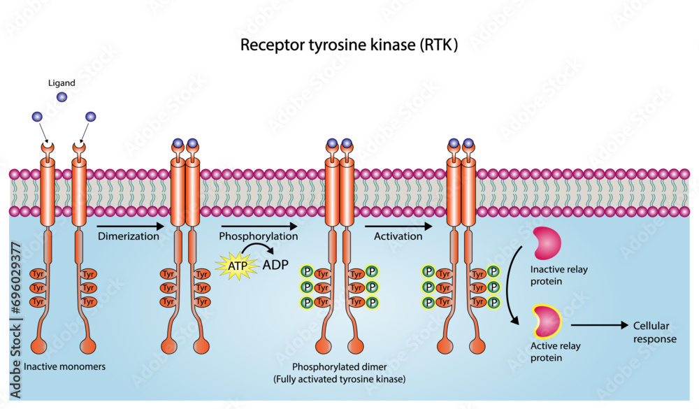 Tyrosine kinase receptor. Dimerization, phosphorylation, activation and ...