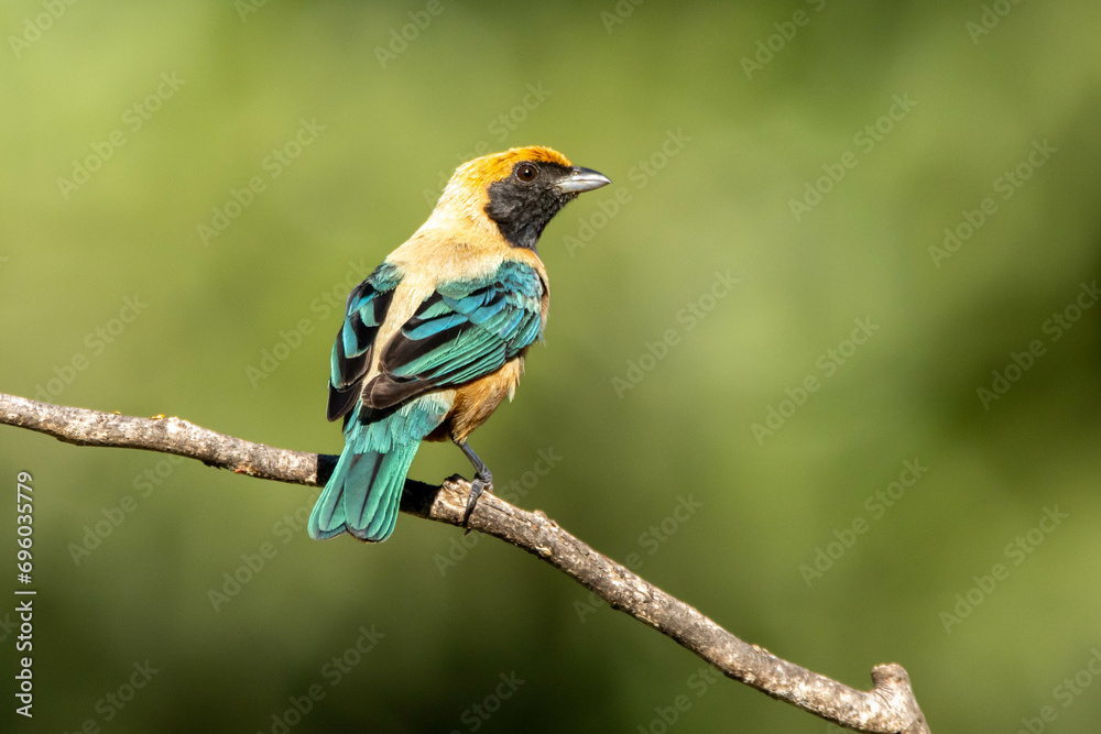 Bird from Brazil. The Burnished-buff Tanager also know as Saira perched ...